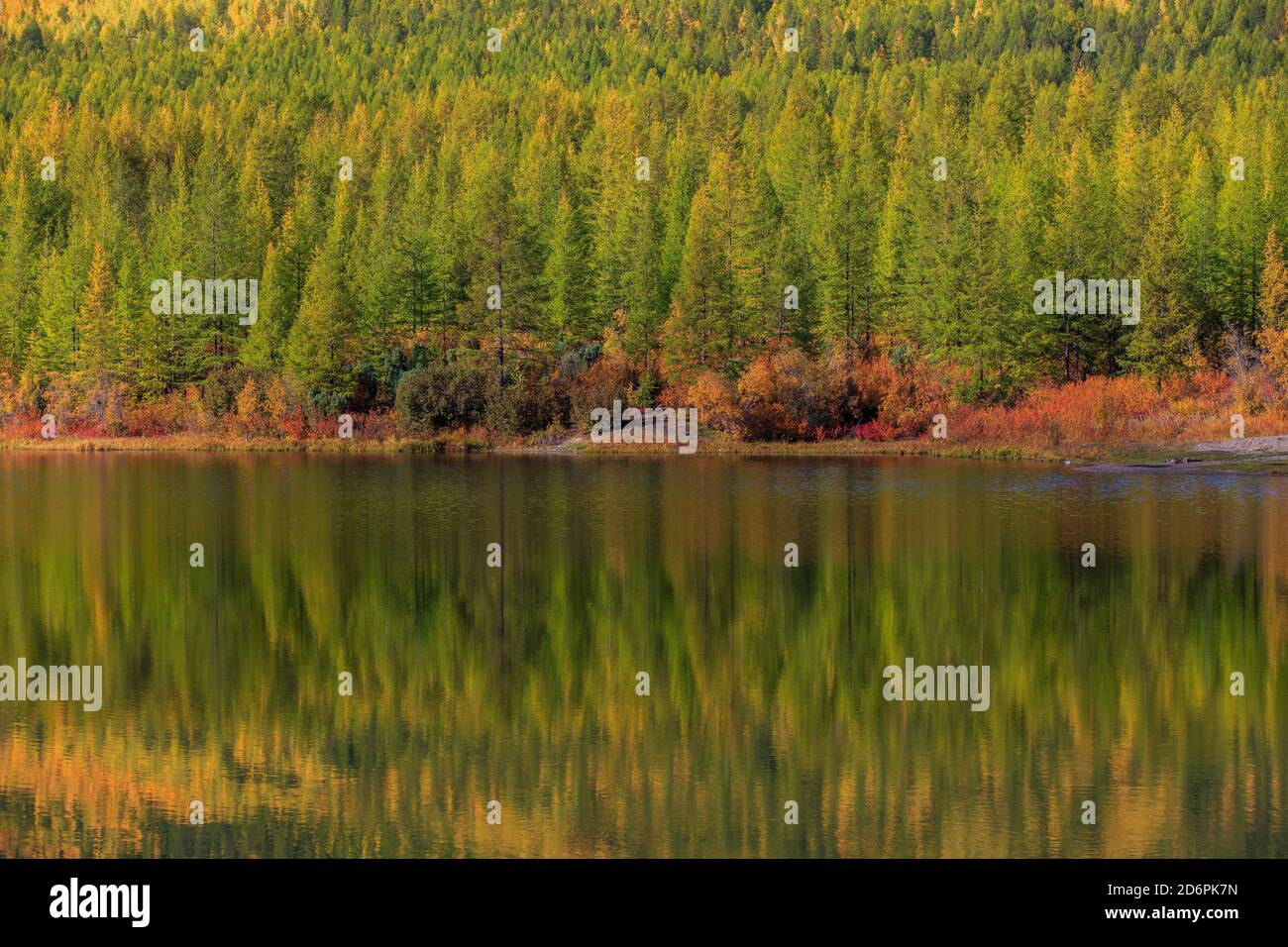 Bright autumn trees are reflected in a beautiful picturesque lake Stock ...