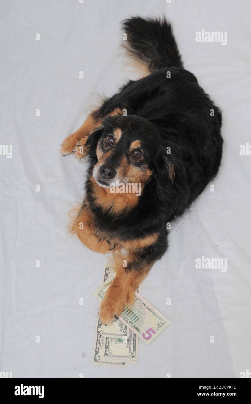 Budget dog hi-res stock photography and images - Alamy