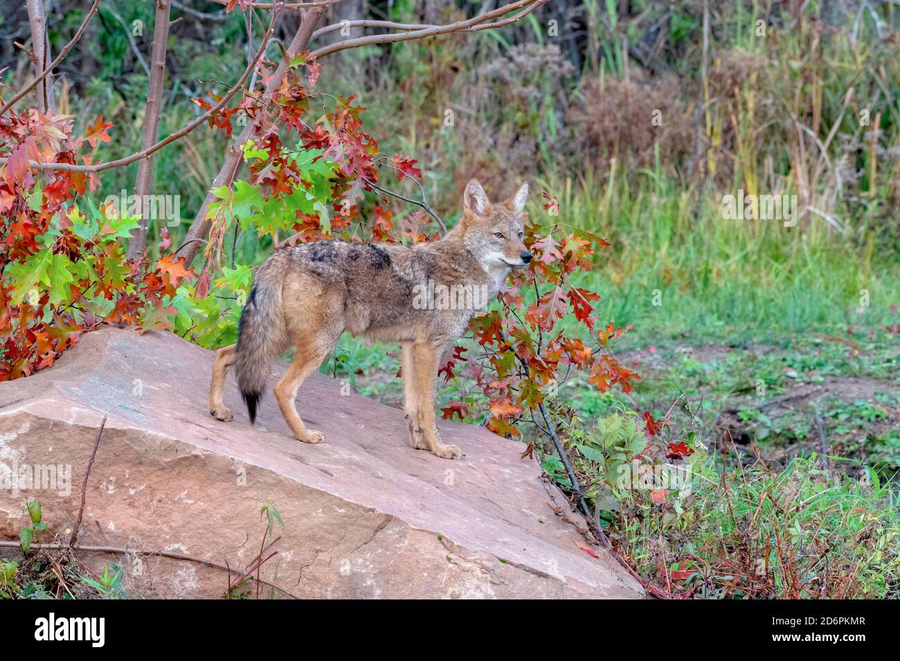 Coyote in the Woods with Autumn Colors Stock Photo - Alamy