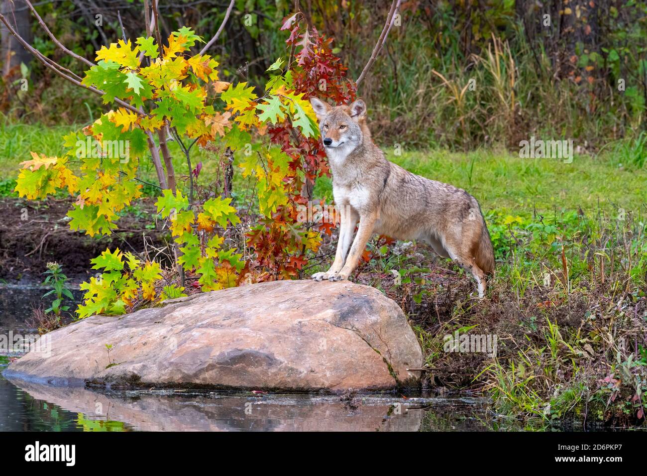 Coyote standing hi-res stock photography and images - Alamy