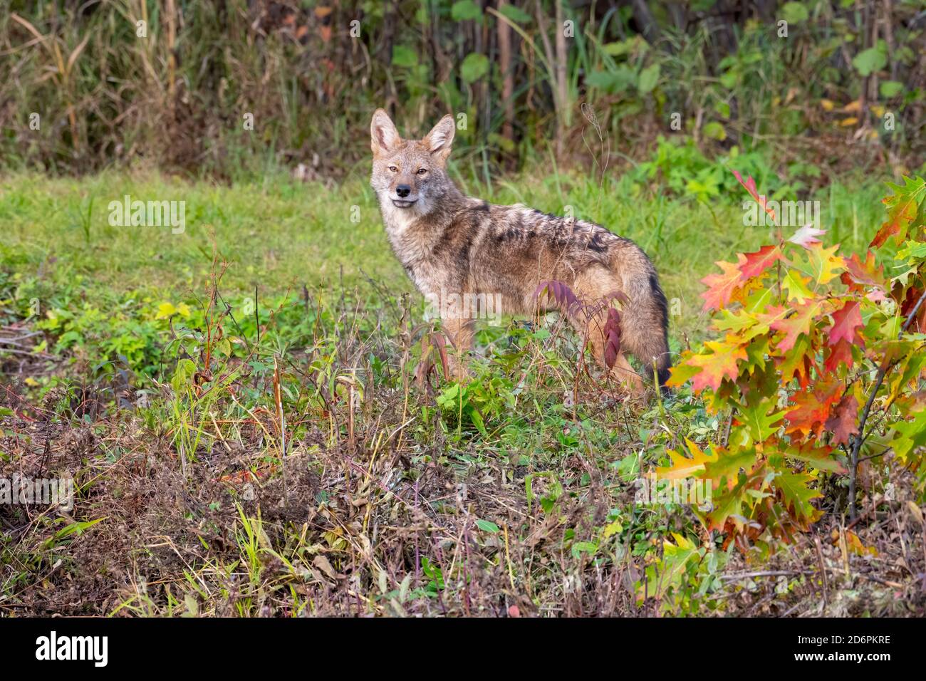 Coyote in the Woods with Autumn Colors Stock Photo - Alamy