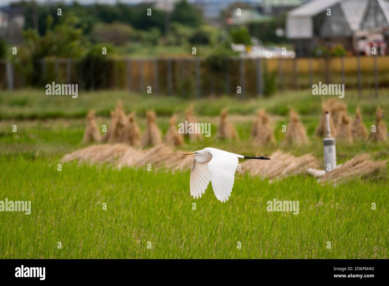 An egret flying over autumn rice field after harvest, Isehara City ...