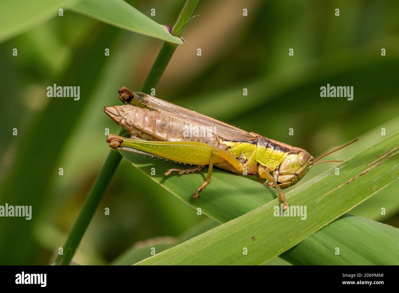 Oxya Yezoensis High Resolution Stock Photography and Images - Alamy