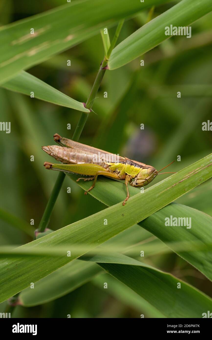 Oxya Yezoensis High Resolution Stock Photography and Images - Alamy