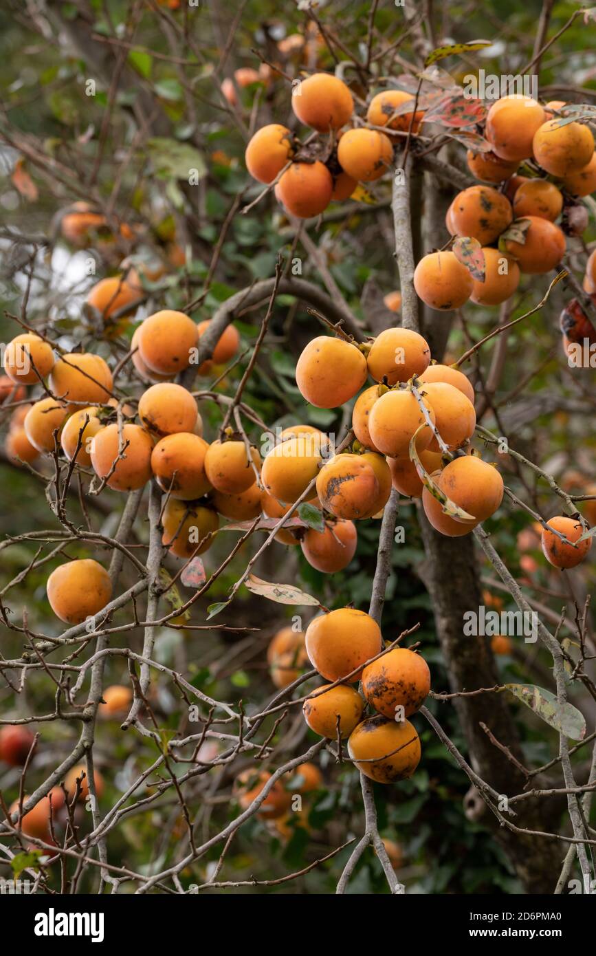 Persimmon fruit, Isehara City, Kanagawa Prefecture, Japan Stock Photo ...