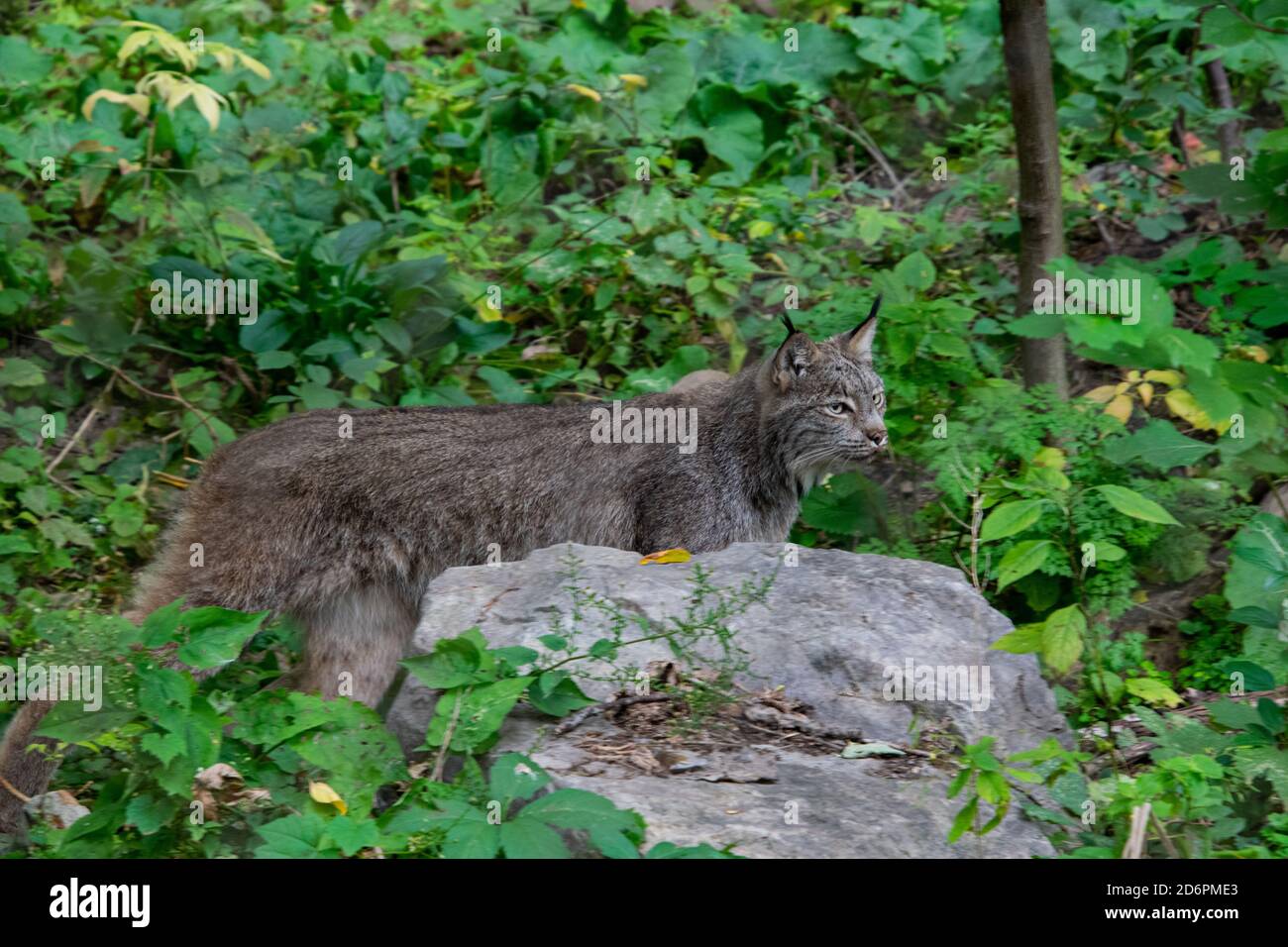 A Canadian Lynx Stock Photo - Alamy