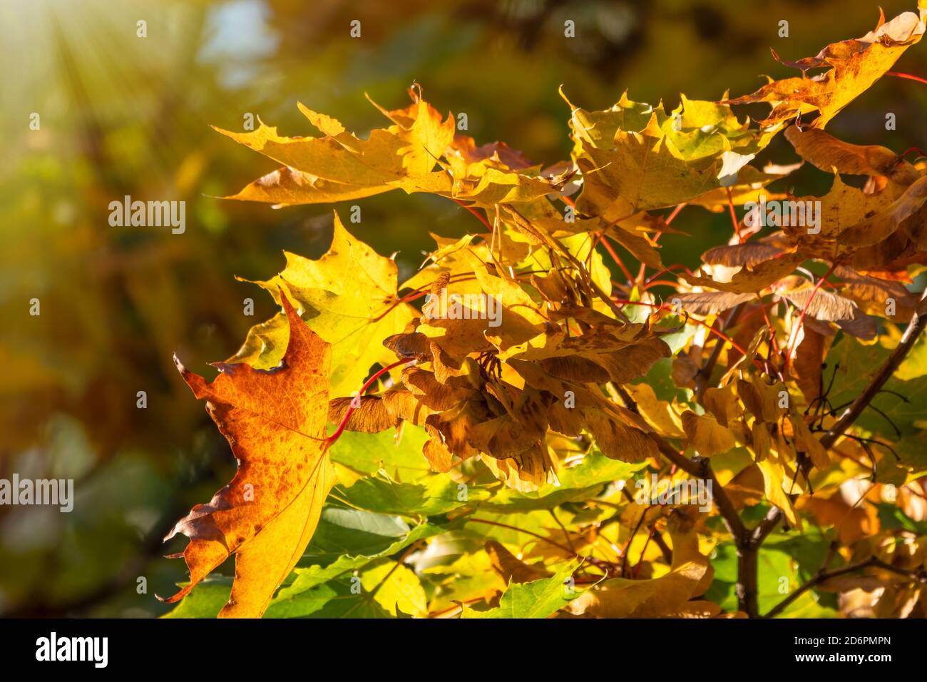 Maple branches with yellow leaves in autumn, in the light of sunset ...
