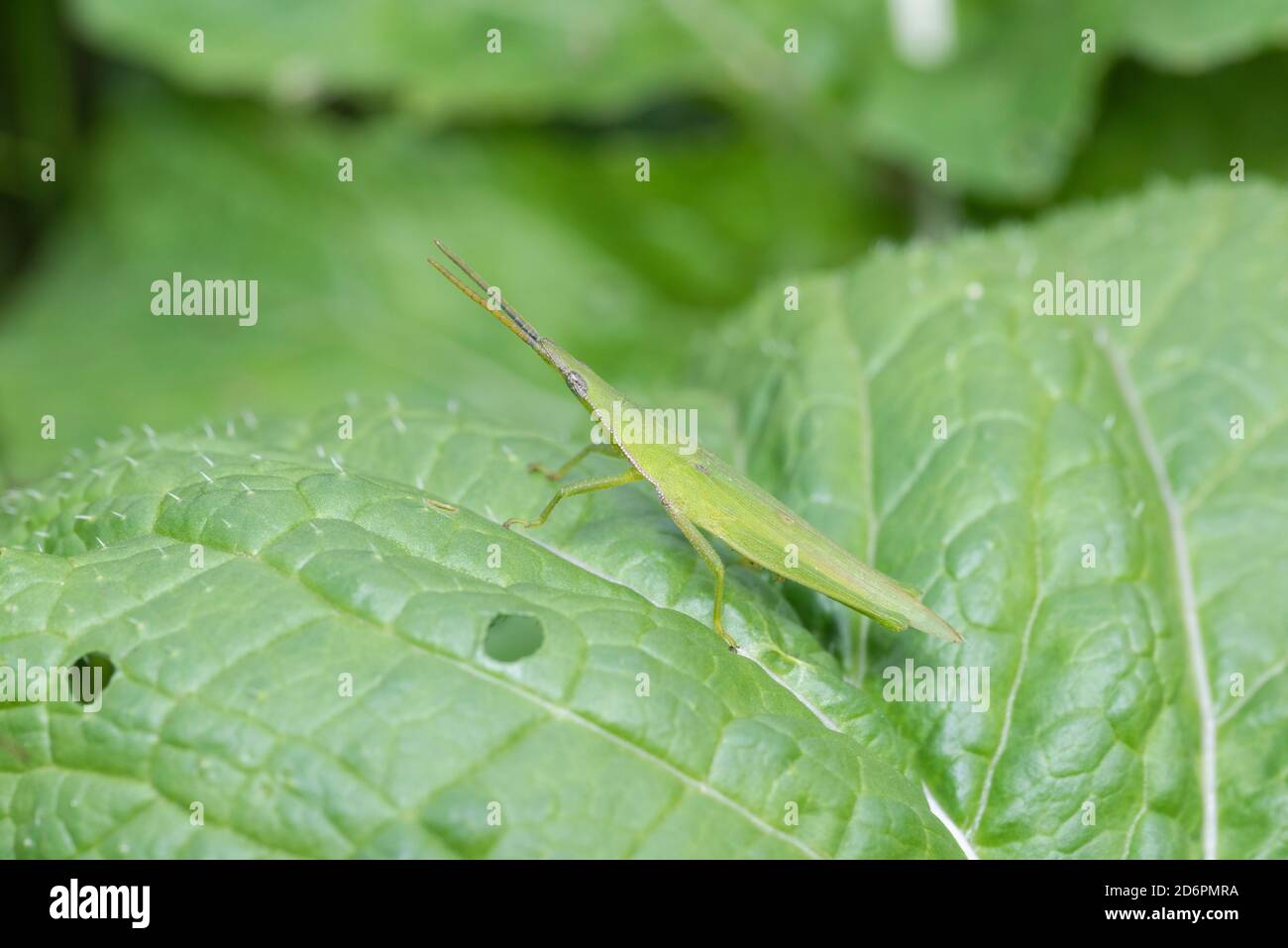Atractomorpha lata hi-res stock photography and images - Alamy