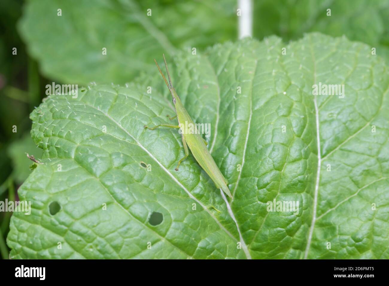 Male Atractomorpha lata, Isehara City, Kanagawa Prefecture, Japan Stock ...