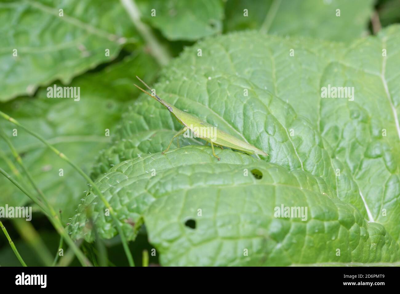 Male Atractomorpha lata, Isehara City, Kanagawa Prefecture, Japan Stock ...