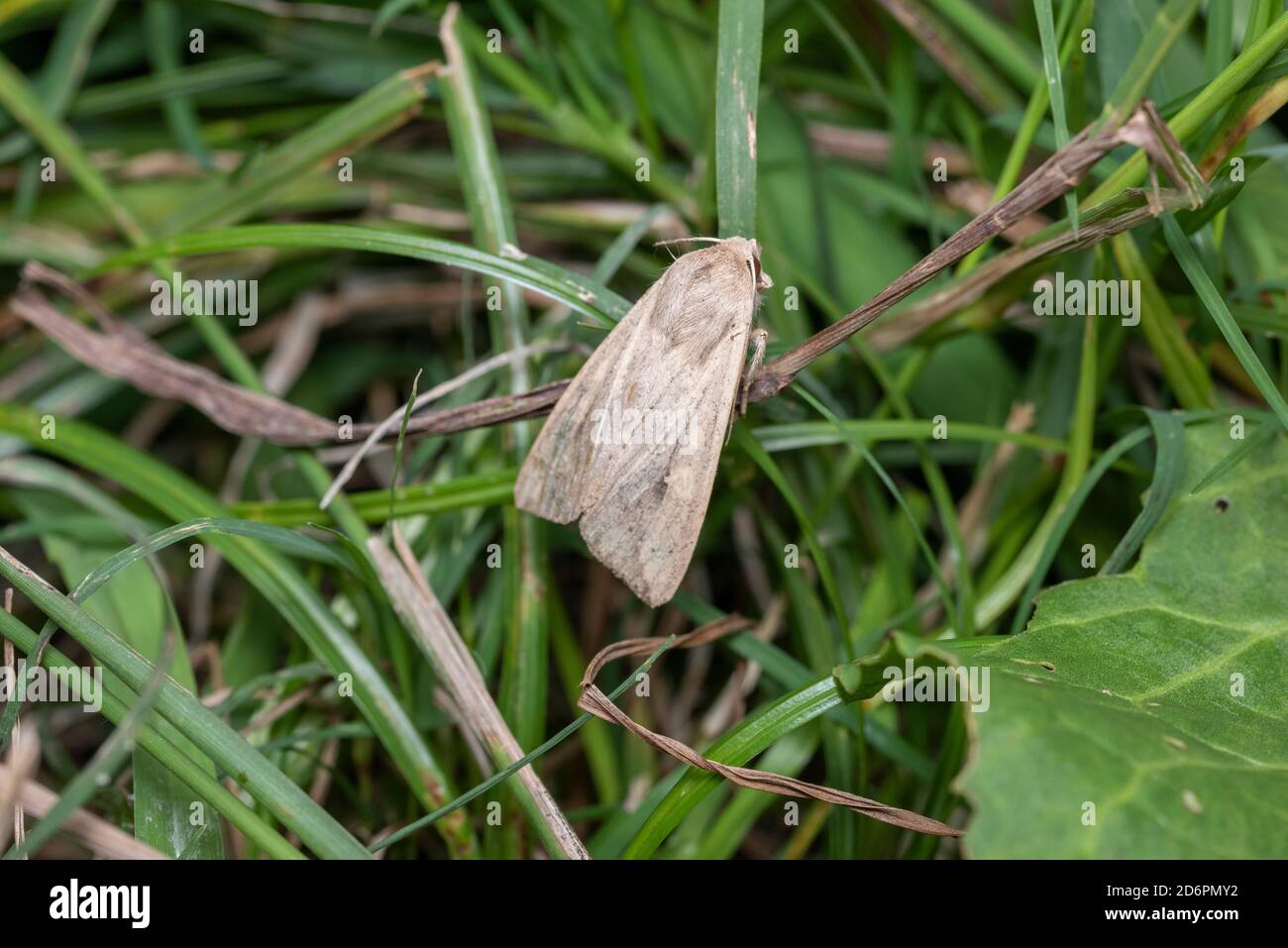 Oriental armyworm (Mythimna separata), Isehara City, Kanagawa ...