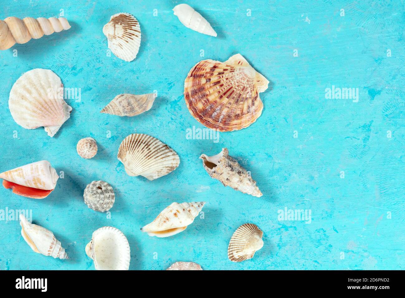 Sea shells banner with copy space, top shot on a teal blue background ...