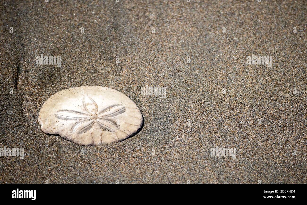 Sand dollar ocean sea shell hi-res stock photography and images - Alamy