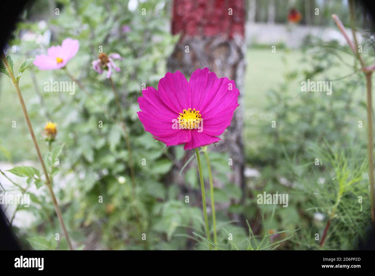 Cosmos is a genus, with the same common name of cosmos, consisting of ...