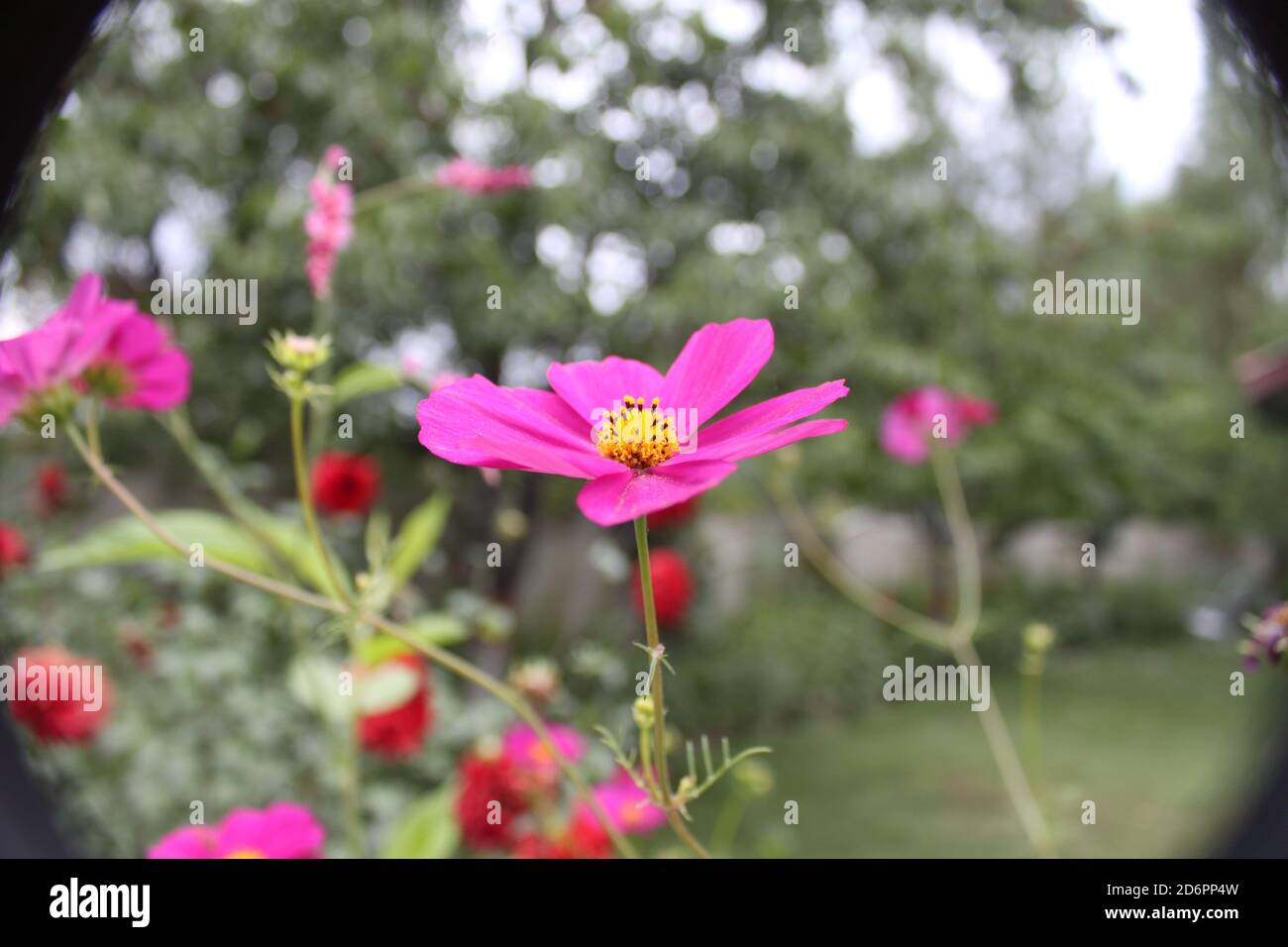 Cosmos is a genus, with the same common name of cosmos, consisting of ...