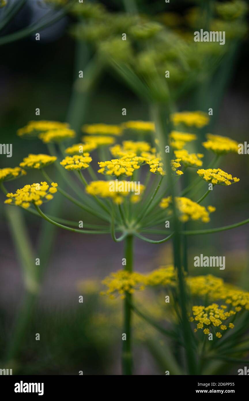 Fennel plants hi-res stock photography and images - Alamy