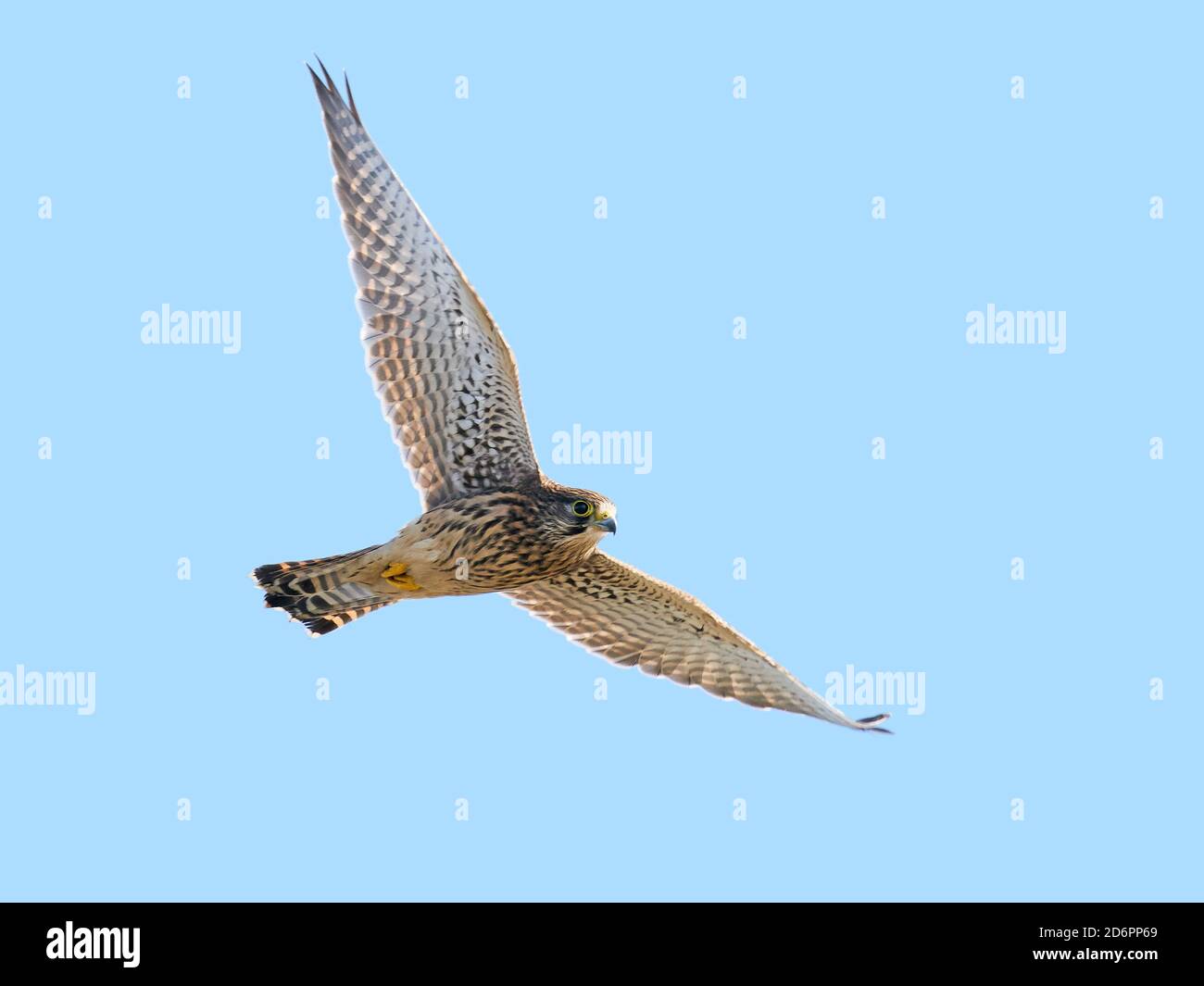 Common kestrel in flight with blue skies in the background Stock Photo ...
