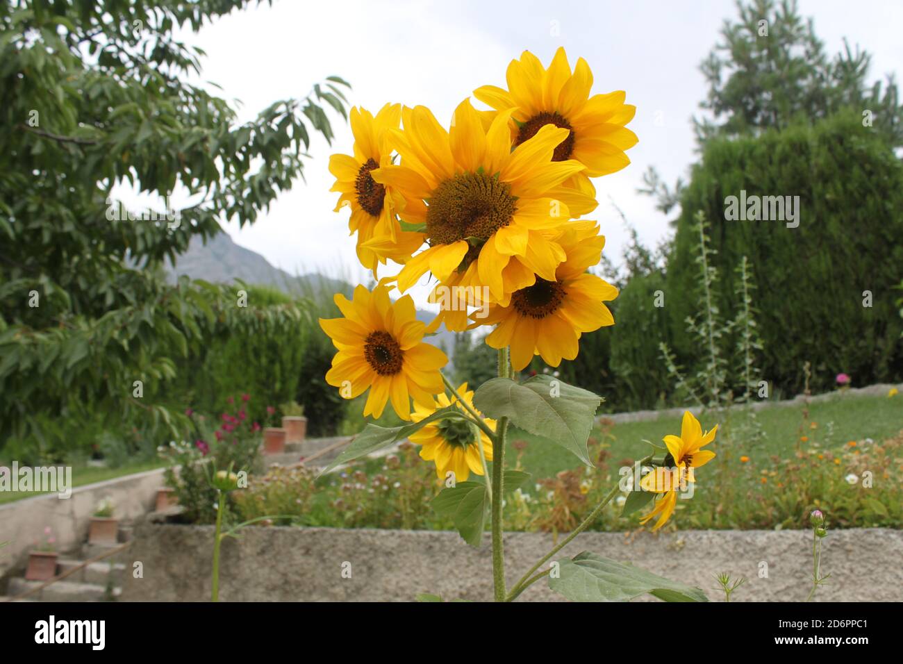 Common sunflower Helianthus annuus, the common sunflower, is a large ...