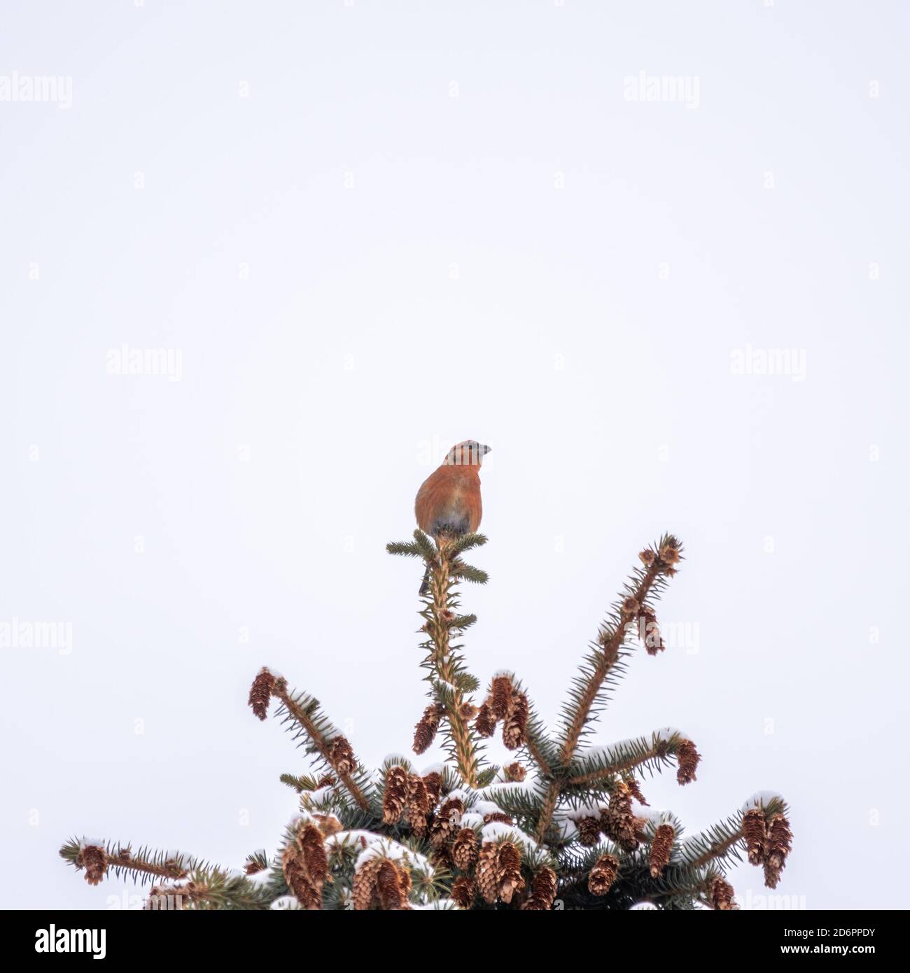 The red crossbill, lat. Loxia curvirostra, eating cone seeds on fir ...
