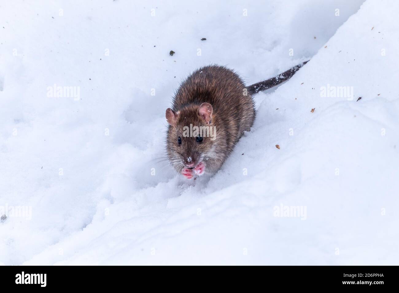 Brown rat is eating seeds sitting on the snow. The brown rat, lat ...