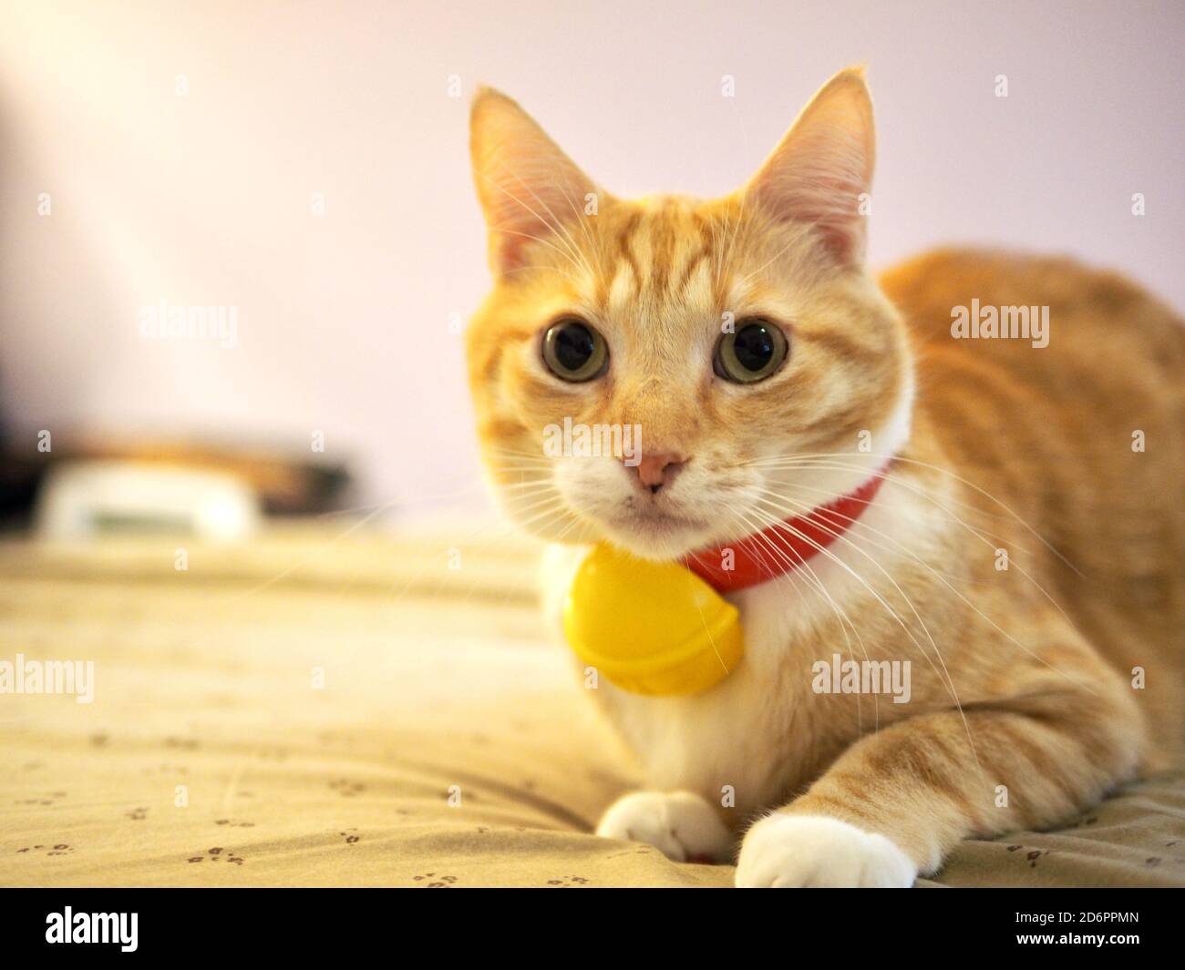 Mika the orange tabby being Doraemon Stock Photo - Alamy