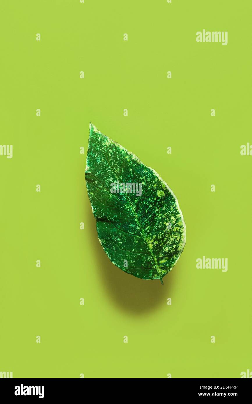 Green leaf as symbol of all nature on soft green background. Earth ...