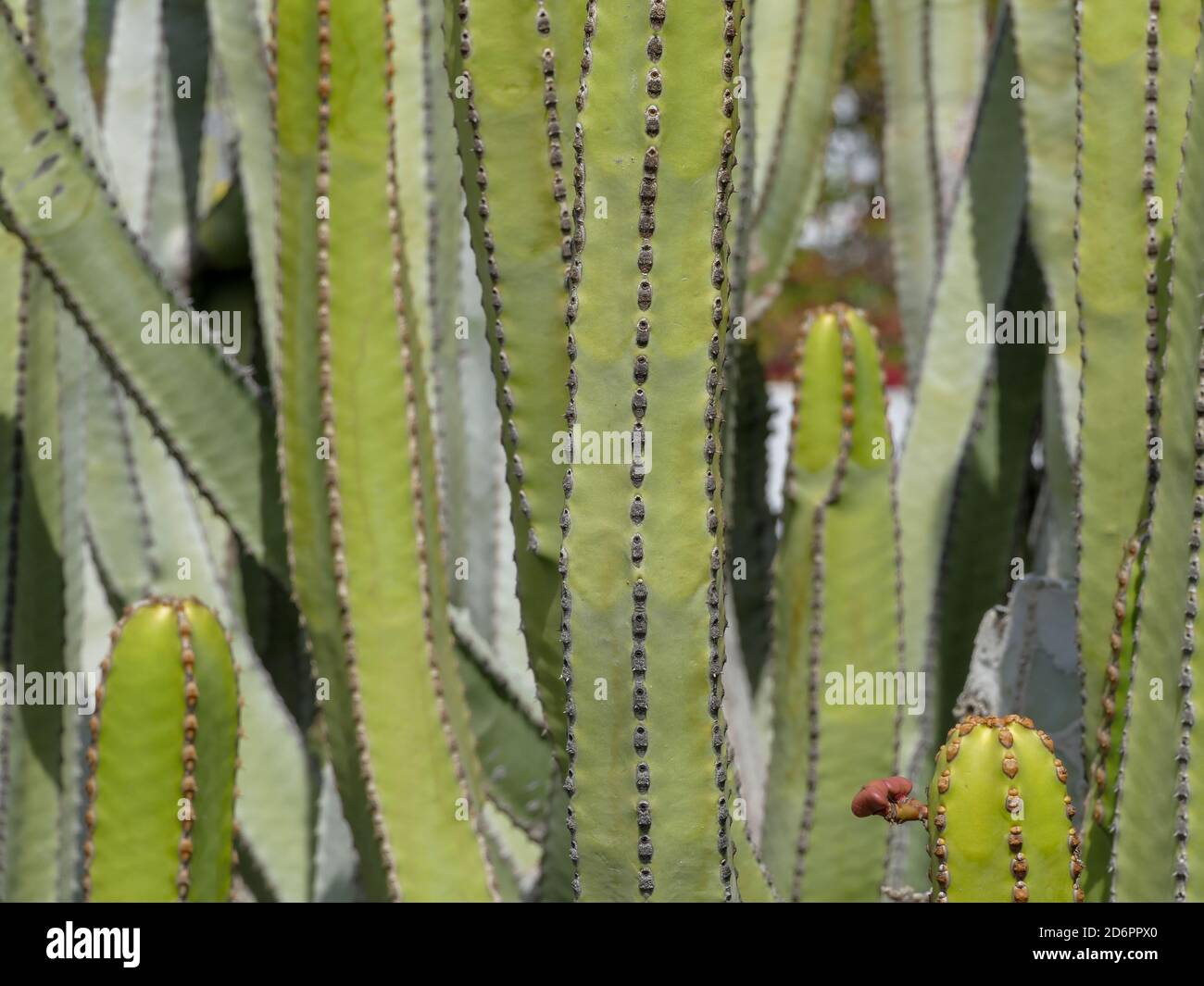 Cactus Texture Background Stock Photo - Alamy