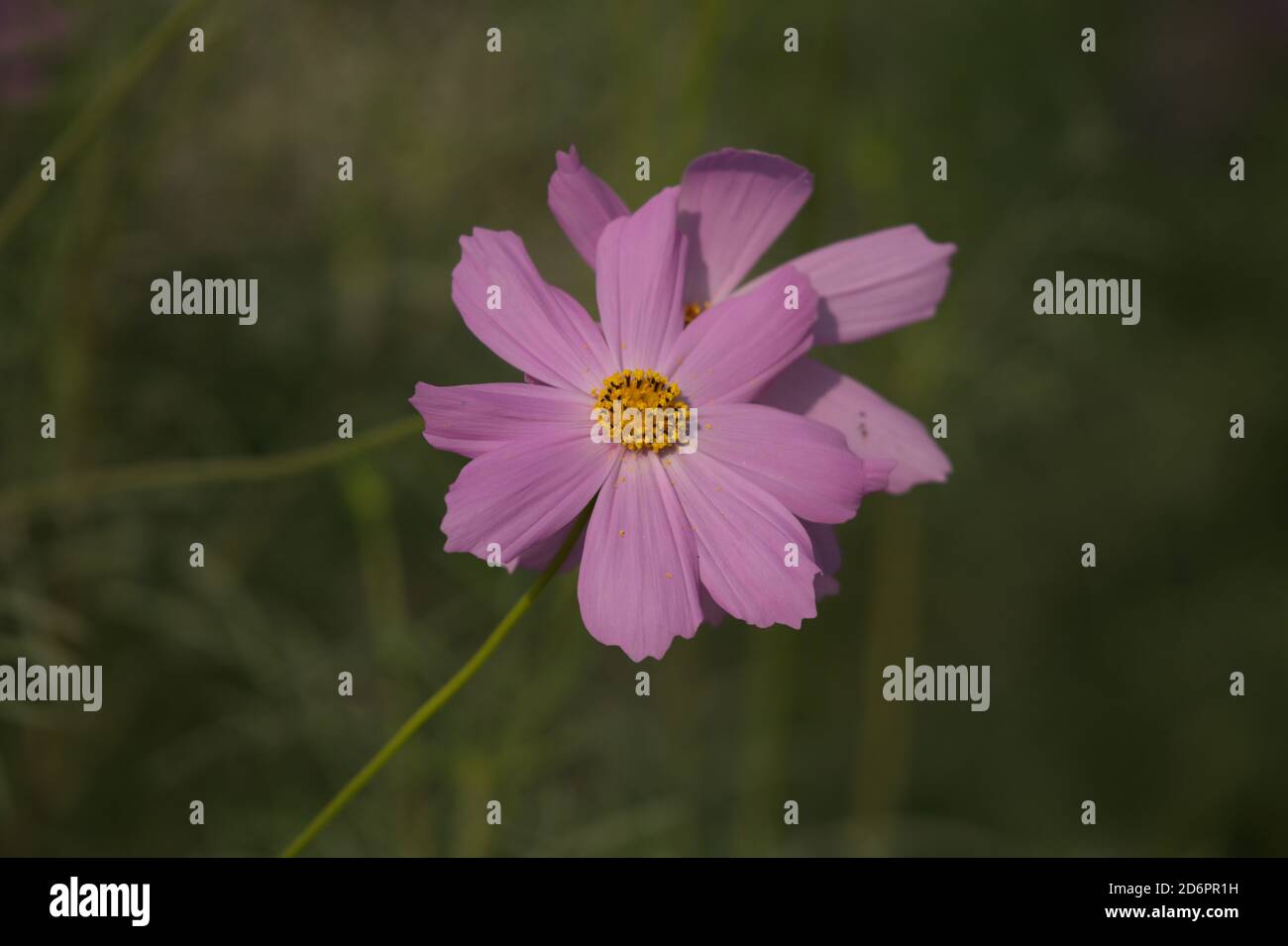 Cosmos is a genus, with the same common name of cosmos, consisting of ...
