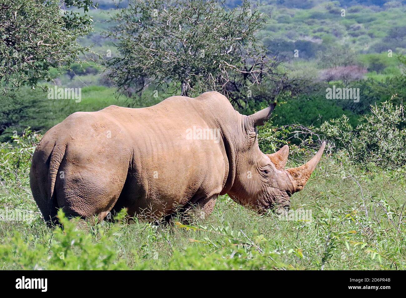 A Southern White Rhinoceros, or wide-lipped rhino (Ceratotherium simum ...