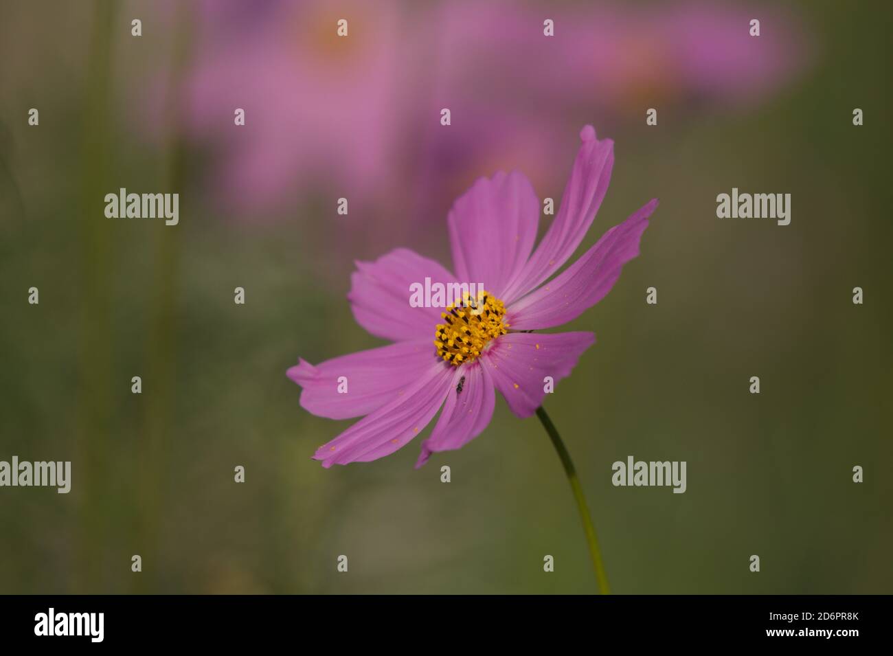 Cosmos is a genus, with the same common name of cosmos, consisting of ...