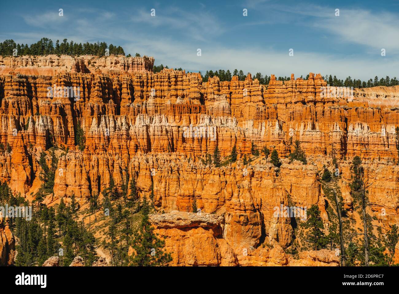 Bryce Canyon National Park amphitheater. Sandstone spires and pine tree ...