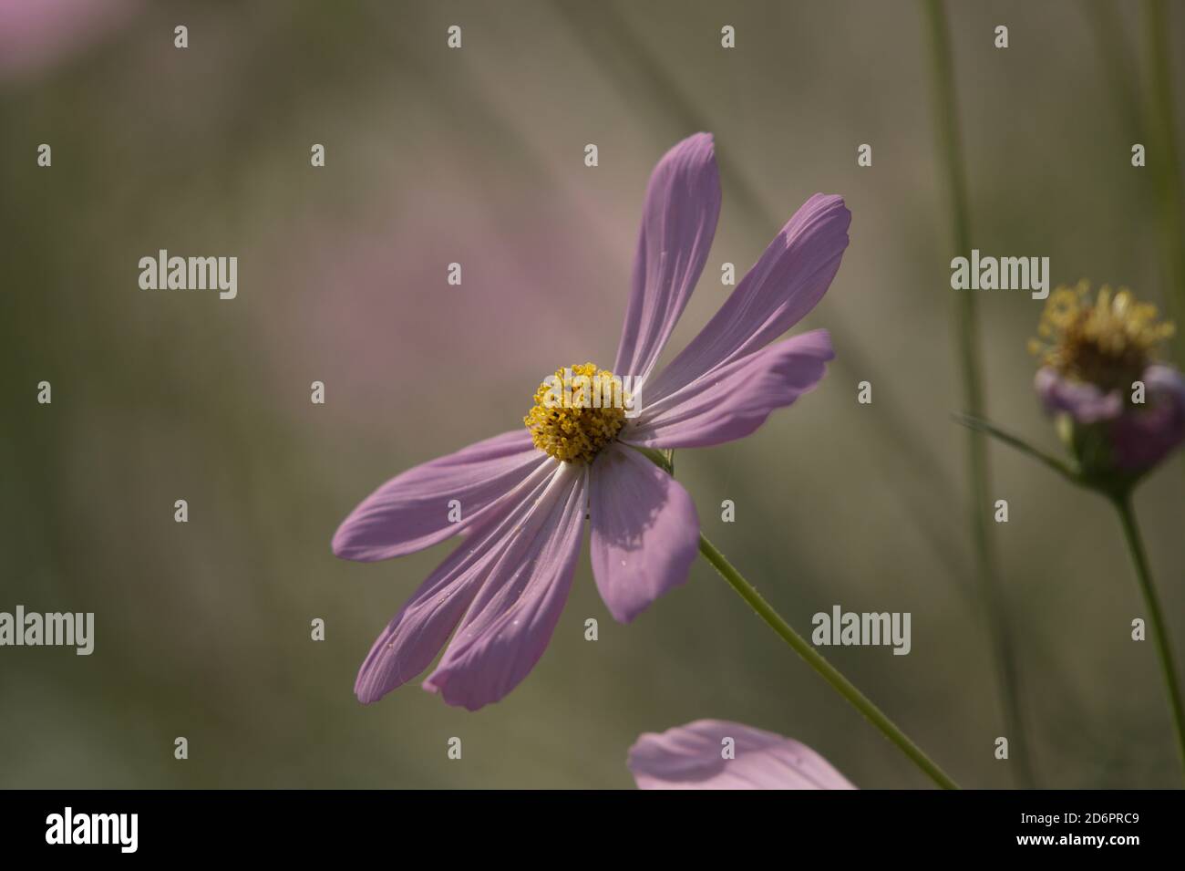 Cosmos is a genus, with the same common name of cosmos, consisting of ...