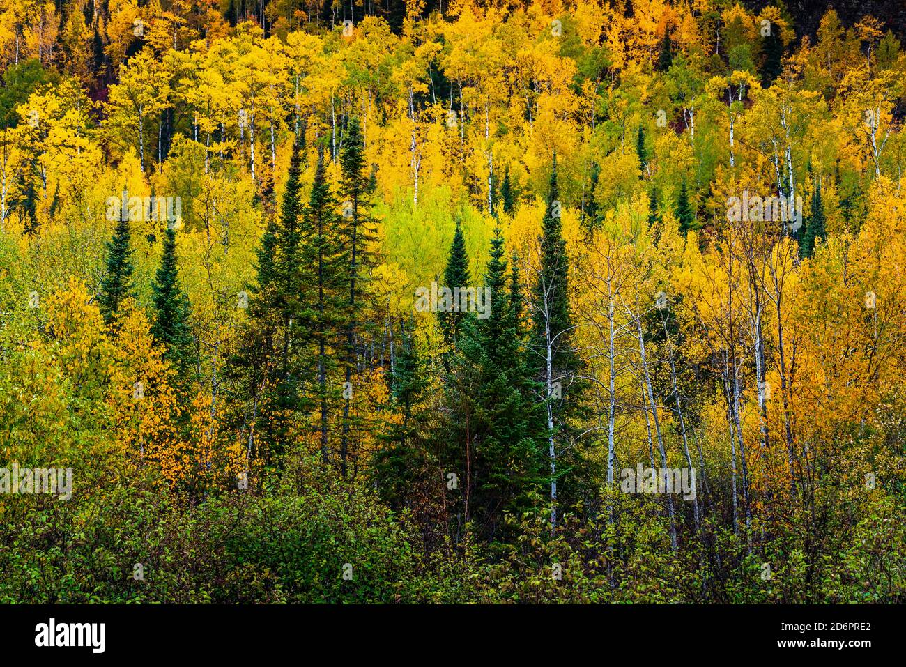 Fall foliage color along Highway 61 south of Thunder Bay Ontario ...