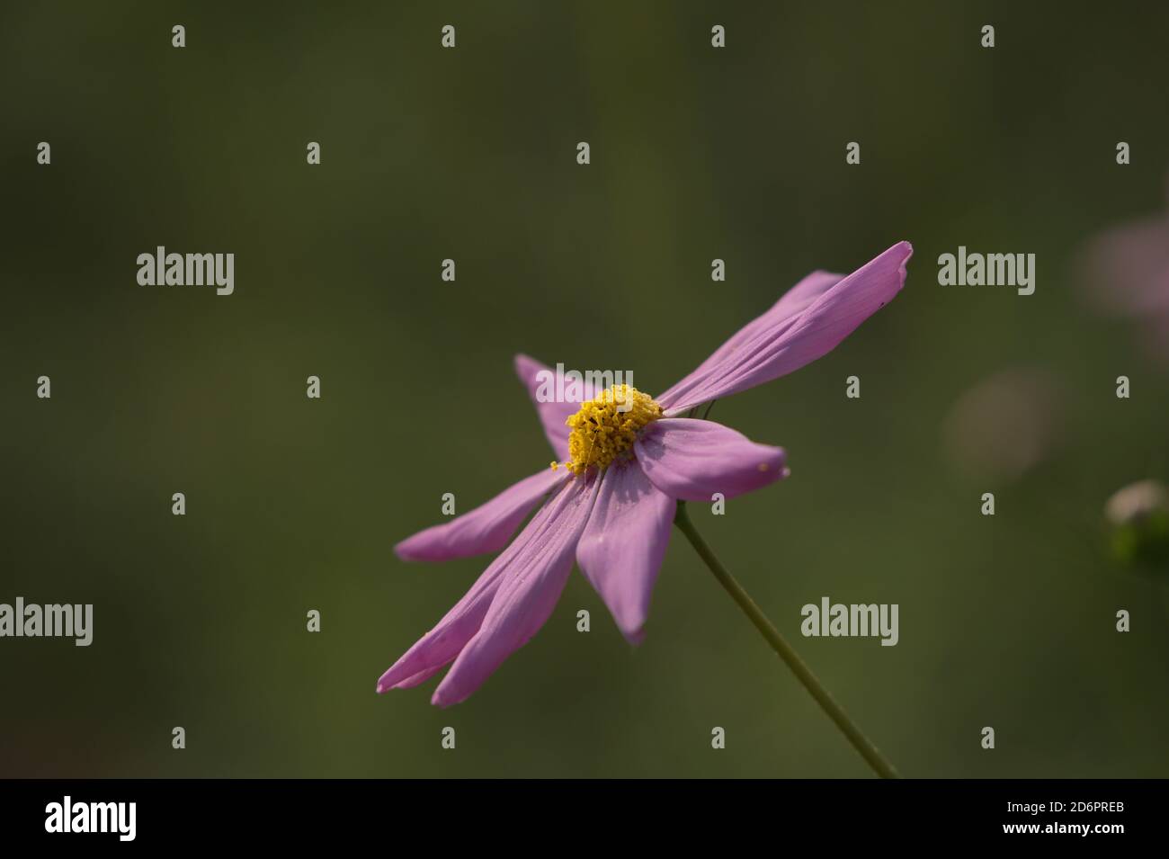 Cosmos is a genus, with the same common name of cosmos, consisting of ...