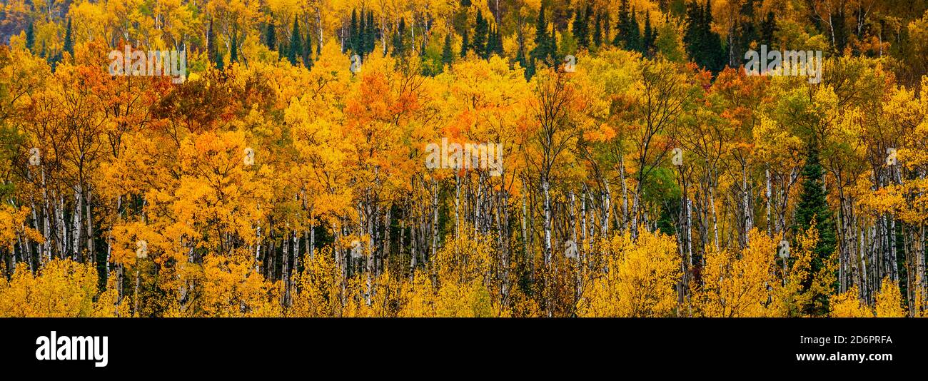 Fall foliage color along Highway 61 south of Thunder Bay Ontario ...