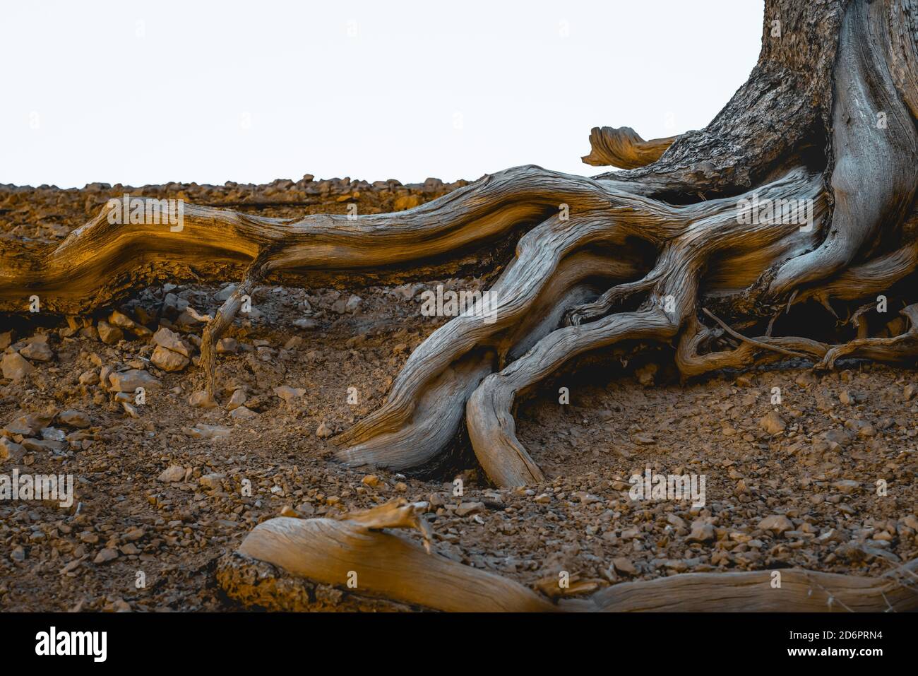 Dried tree roots hi-res stock photography and images - Alamy