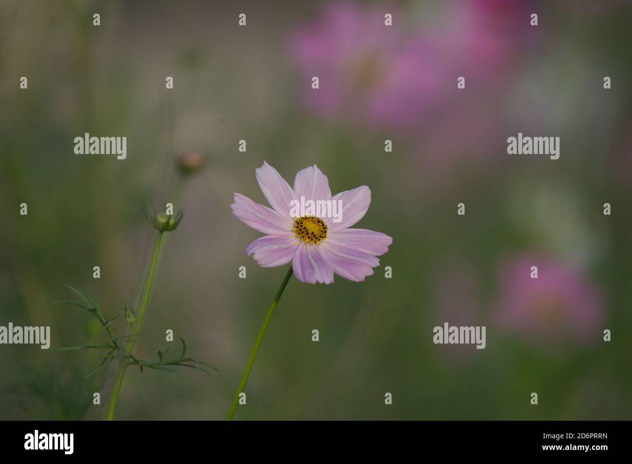 Cosmos is a genus, with the same common name of cosmos, consisting of ...