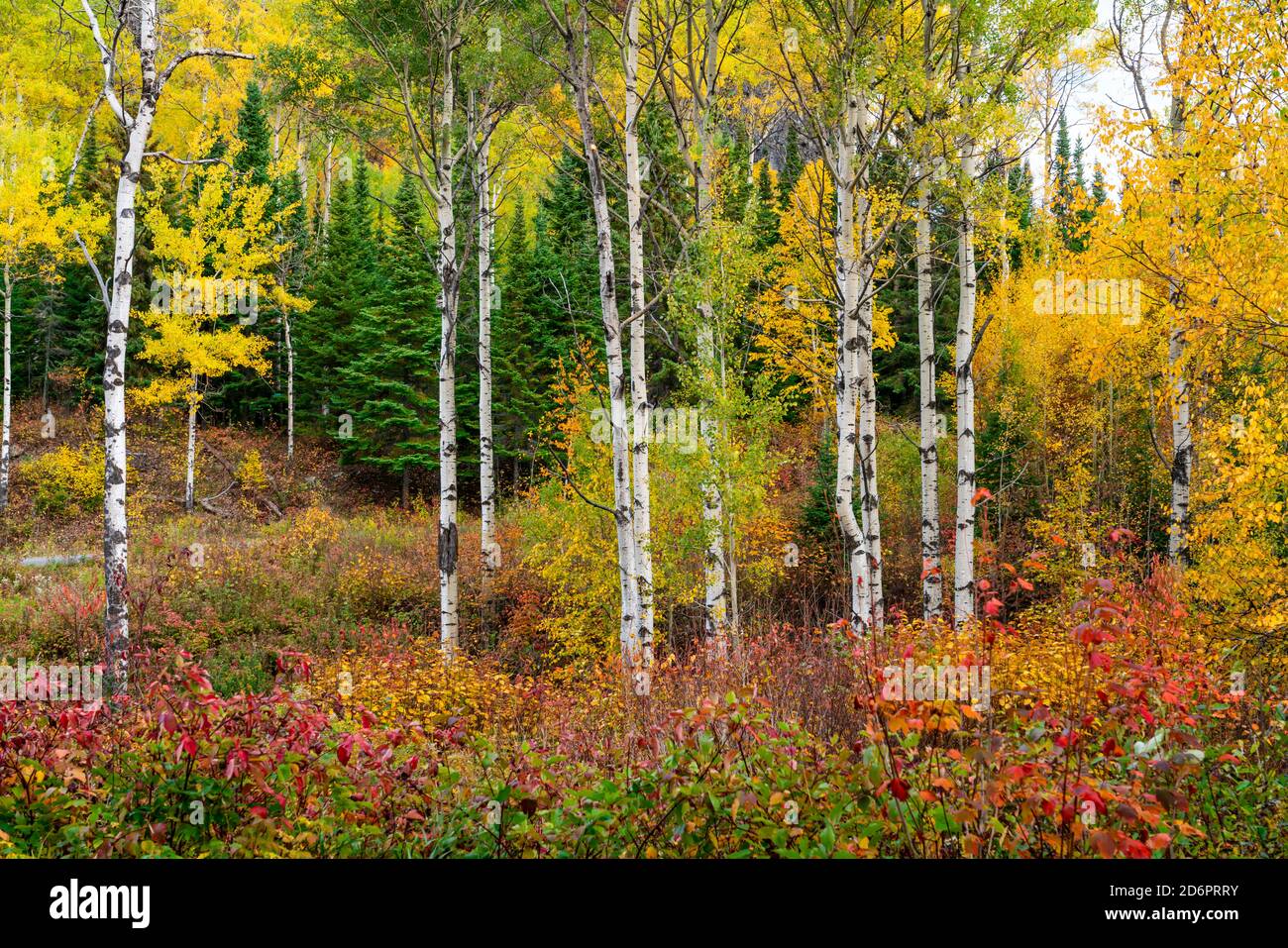 Fall foliage color on the mountain road of Mount McKay, Thunder Bay ...