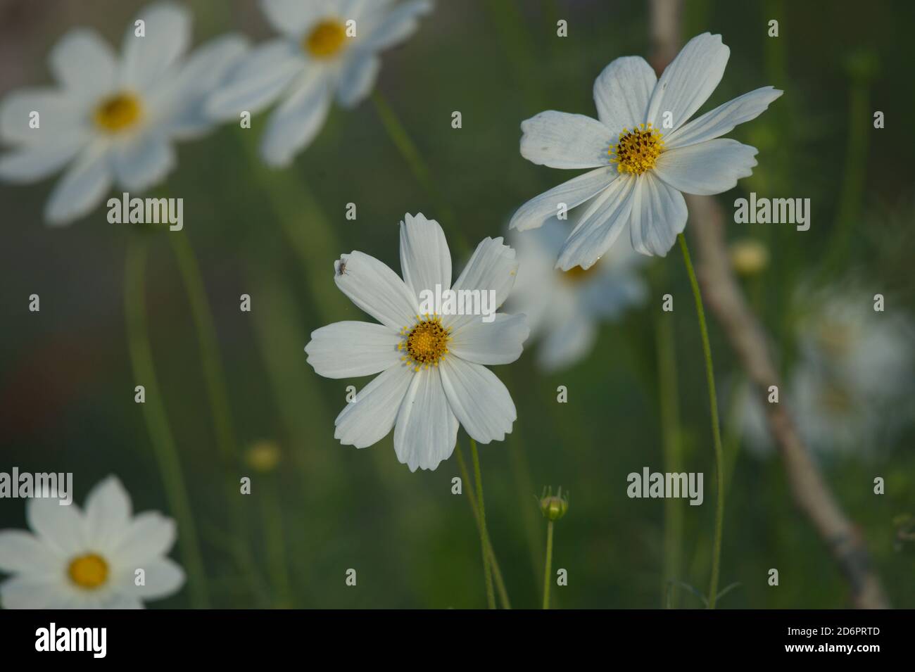 Cosmos is a genus, with the same common name of cosmos, consisting of ...