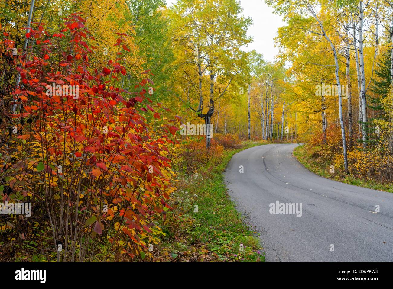 Fall foliage color on the mountain road of Mount McKay, Thunder Bay ...