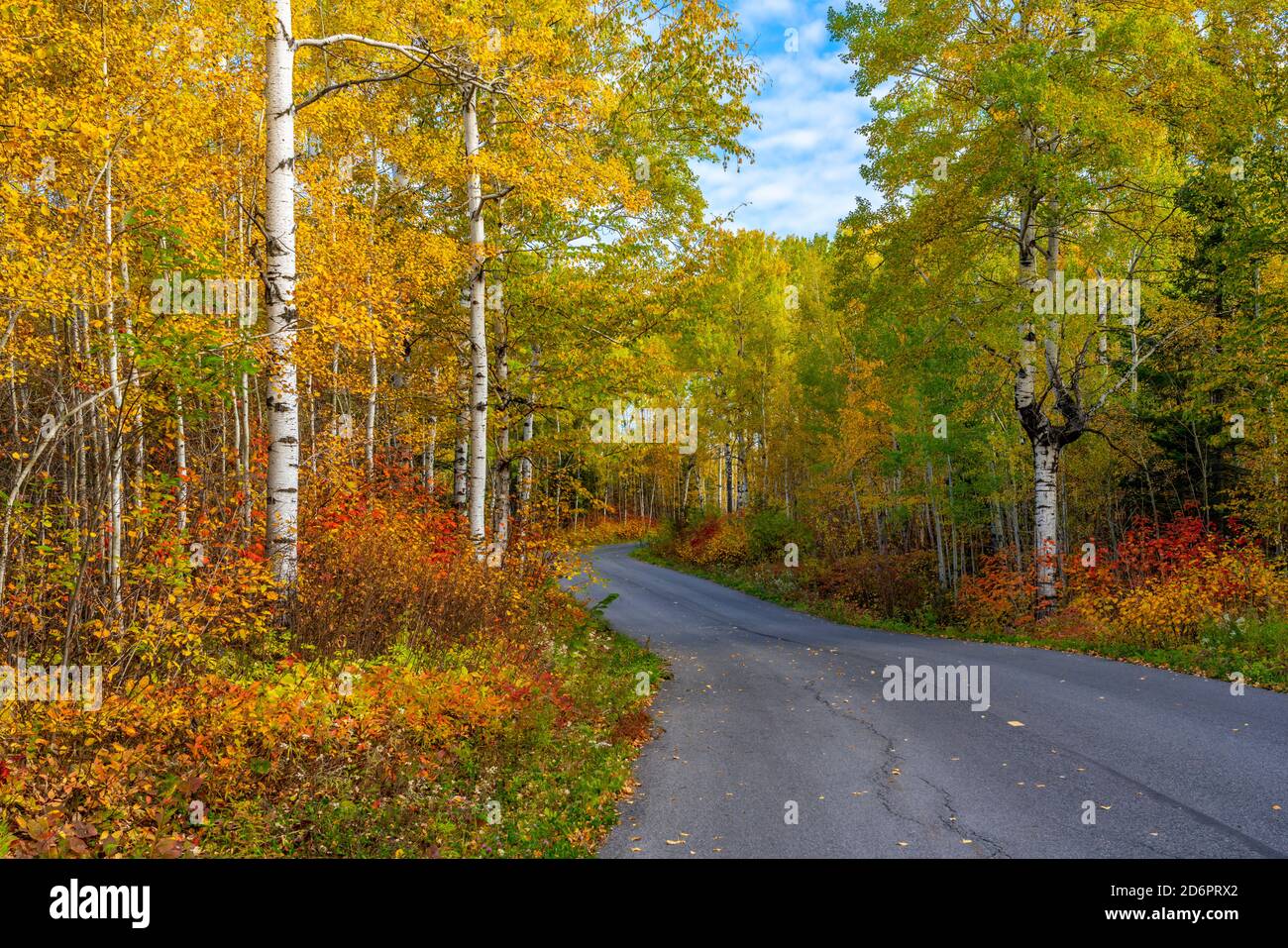 Road With Fall Foliage Ontario High Resolution Stock Photography and ...