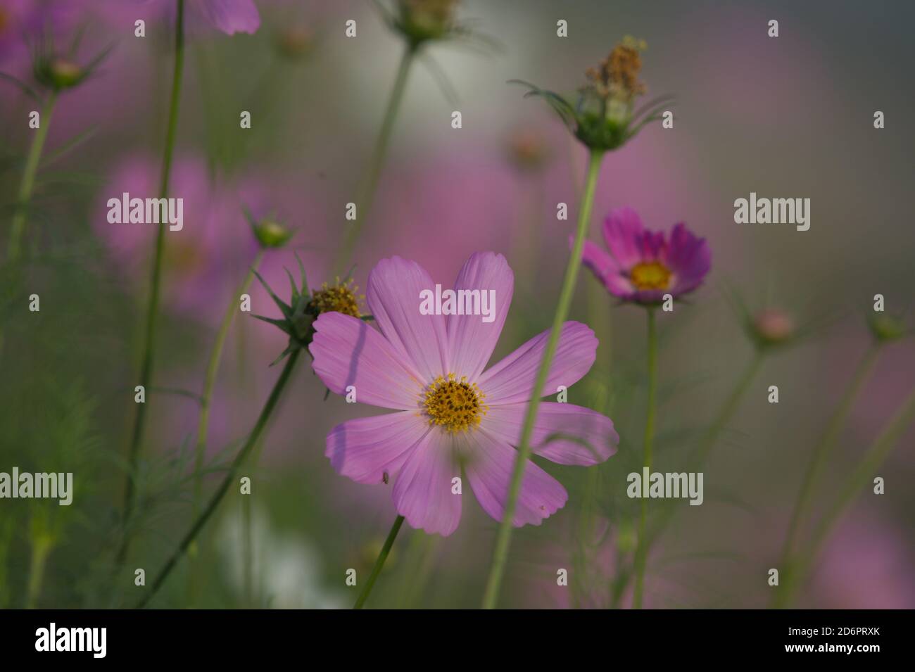Cosmos is a genus, with the same common name of cosmos, consisting of ...