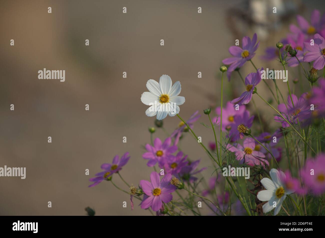 Cosmos is a genus, with the same common name of cosmos, consisting of ...