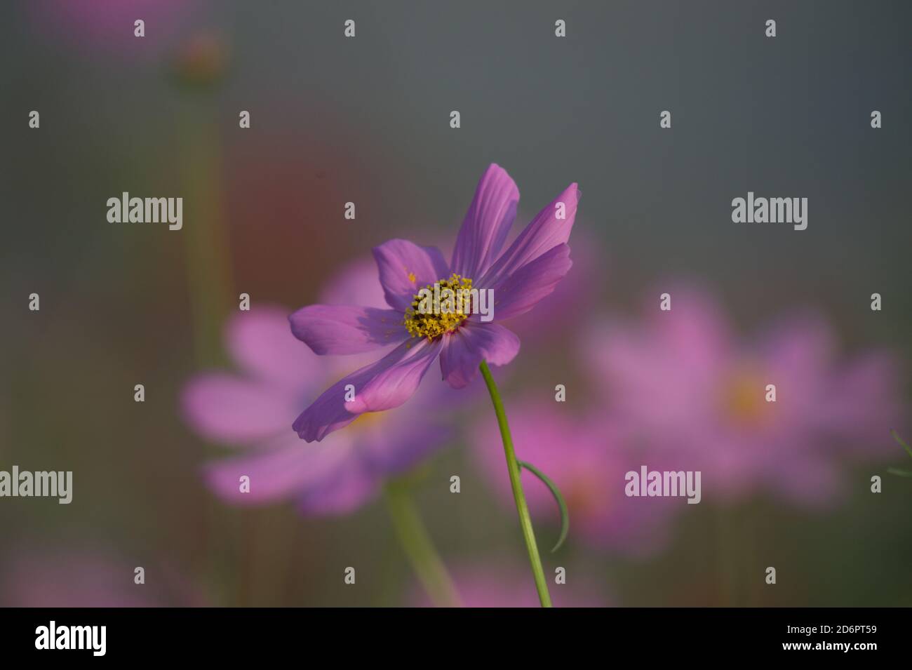 Cosmos is a genus, with the same common name of cosmos, consisting of ...