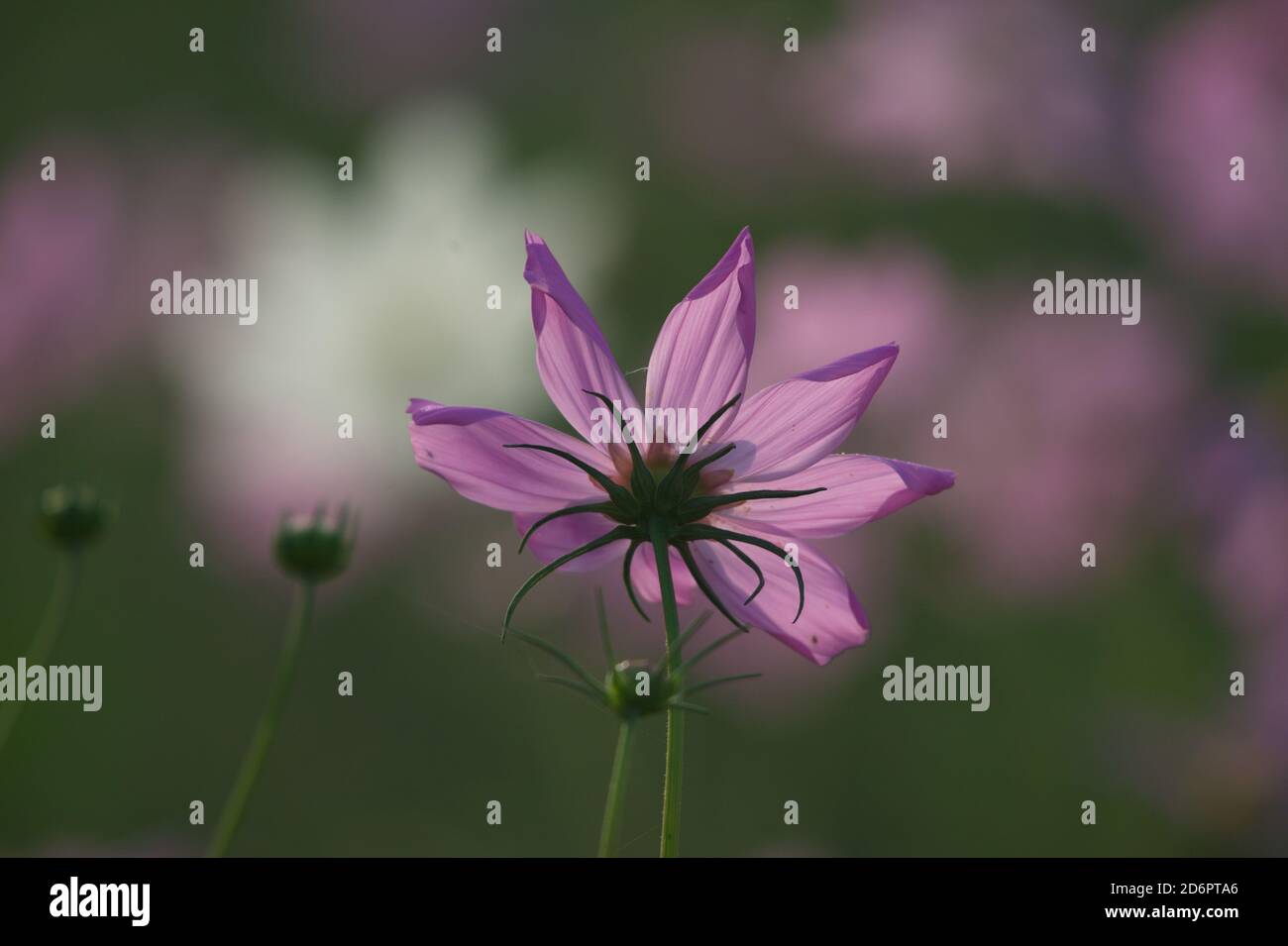 Cosmos is a genus, with the same common name of cosmos, consisting of ...
