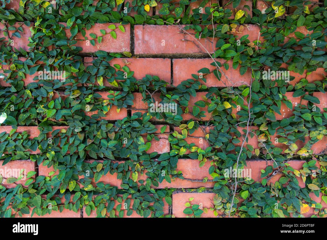 Vines on red brick wall Stock Photo - Alamy