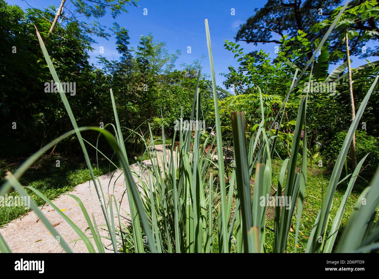 A small greenery community garden and proper foot path Stock Photo - Alamy