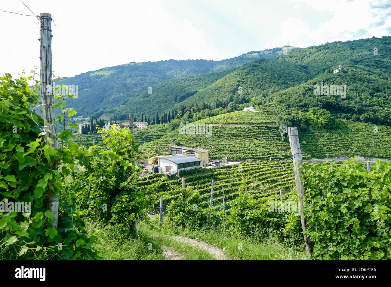 Vineyards road in prosecco hi-res stock photography and images - Alamy