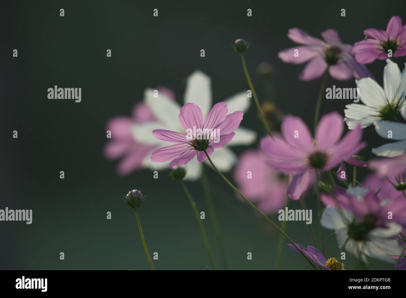 Cosmos is a genus, with the same common name of cosmos, consisting of ...