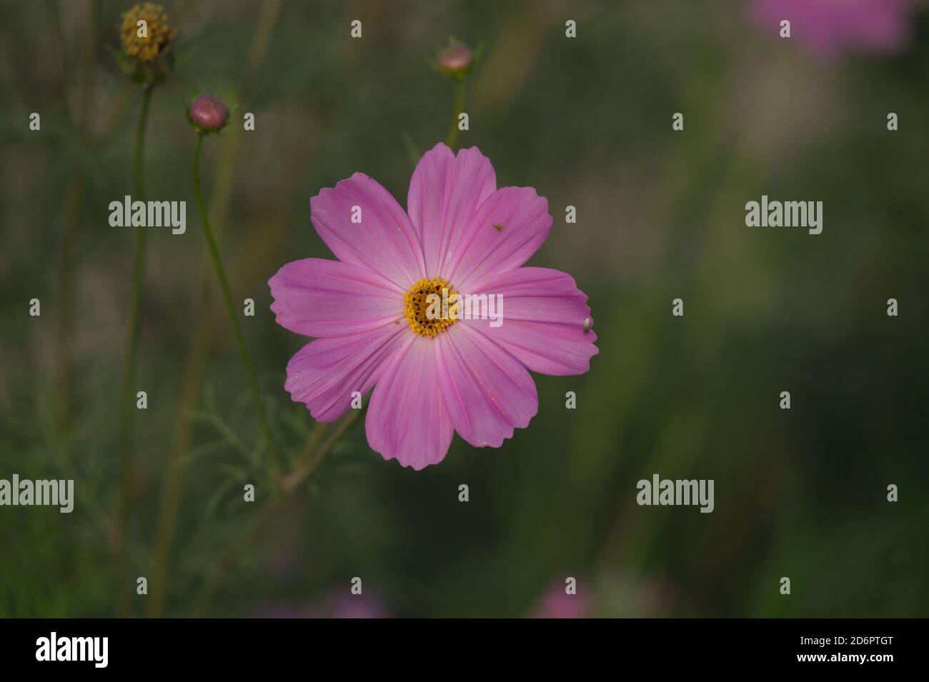 Cosmos is a genus, with the same common name of cosmos, consisting of ...